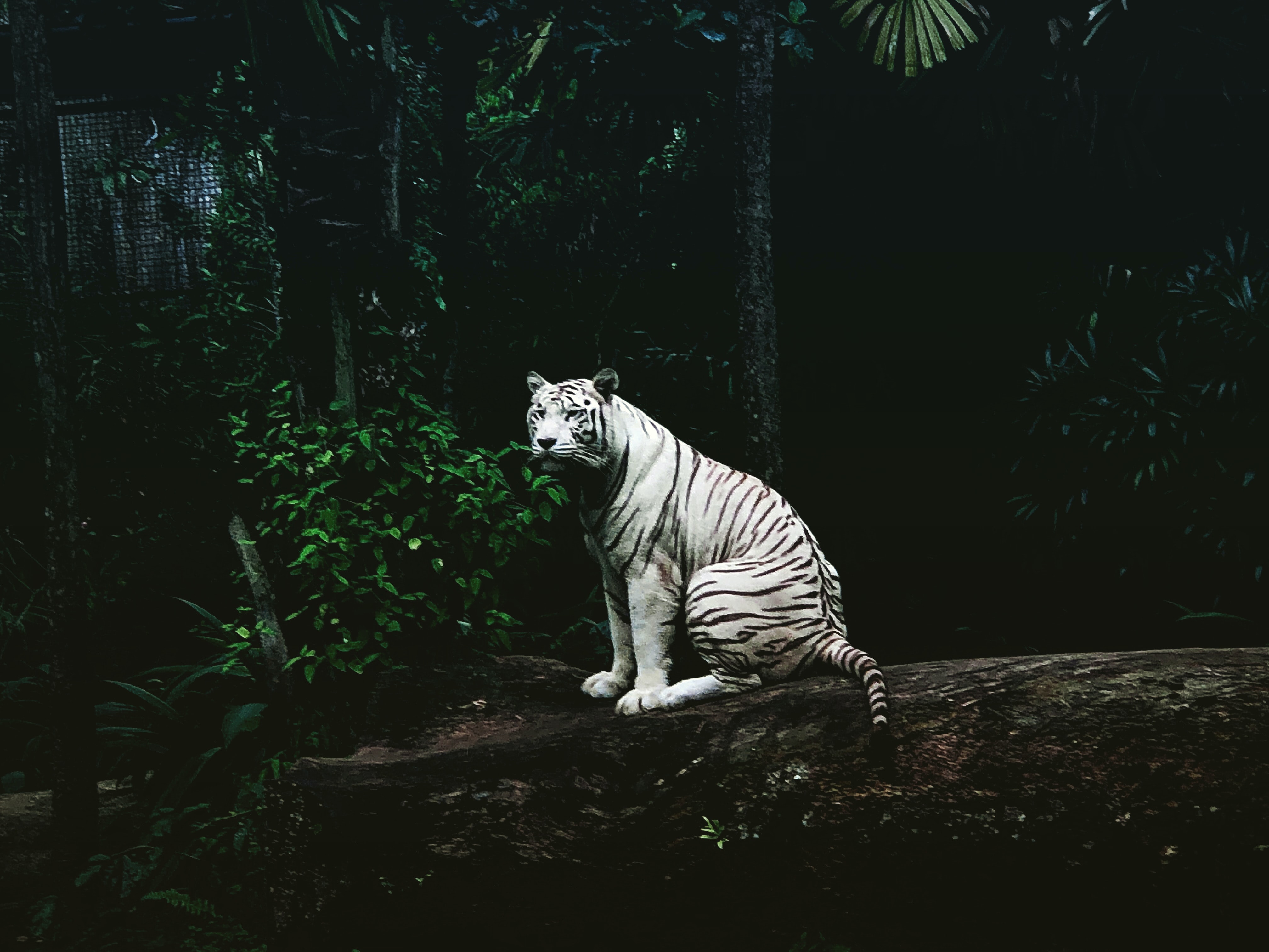 Tiger in the Trees – Preservation Through Evolution